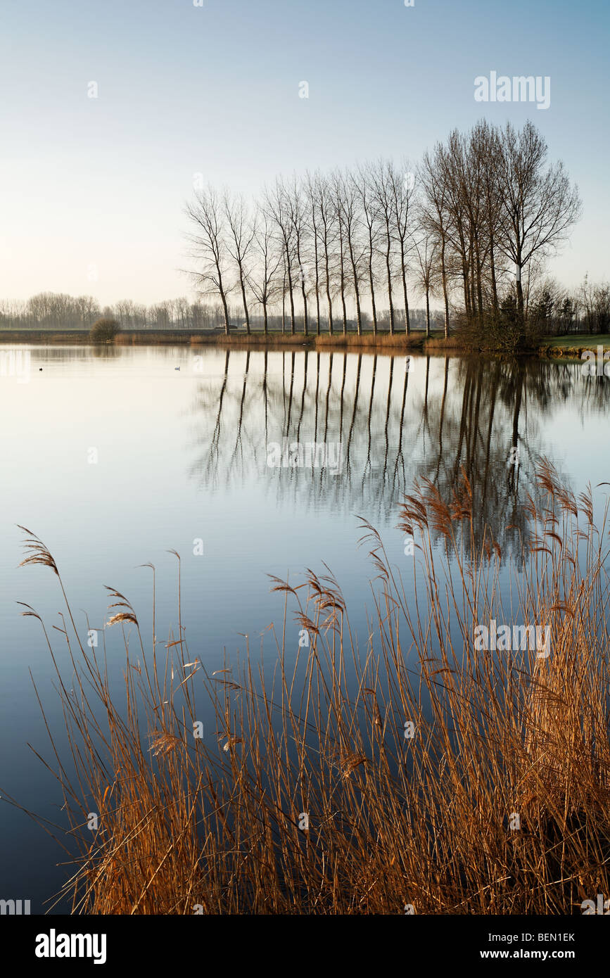 Creek and fringe of reeds in winter, Meetjesland, Belgium Stock Photo ...