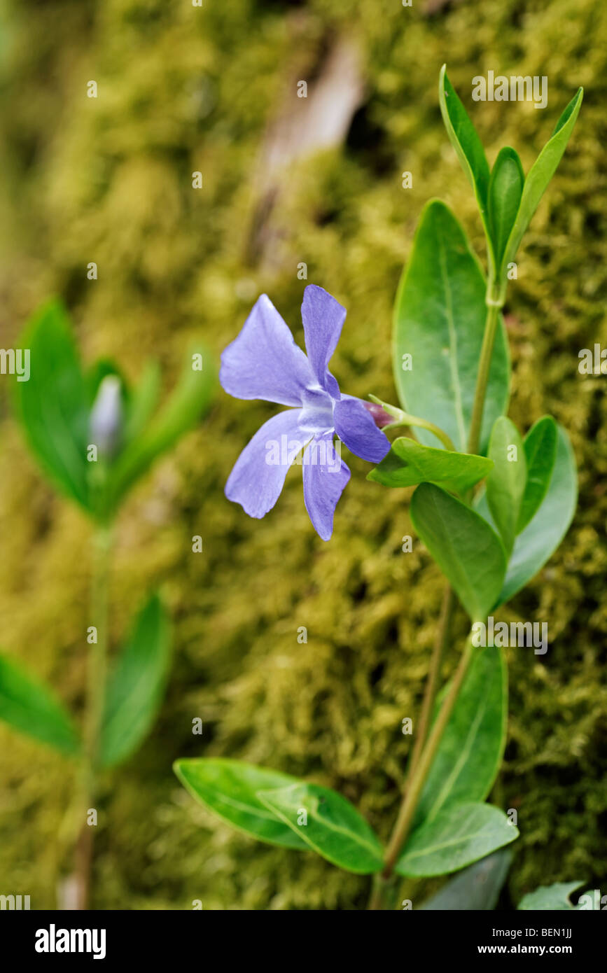 Lesser periwinkle / Dwarf periwinkle (Vinca minor) in flower in spring ...