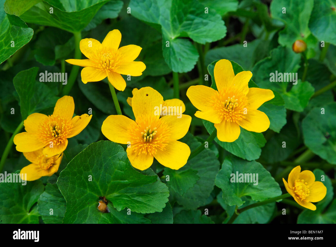 Marsh marigold / Kingcup (Caltha palustris) in flower in spring along ...