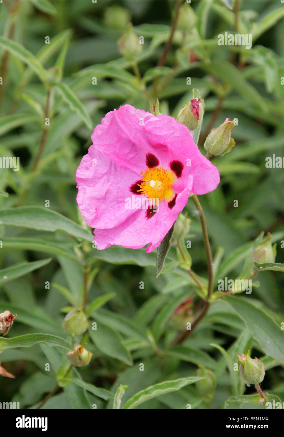 Cistus purpureus hi-res stock photography and images - Alamy