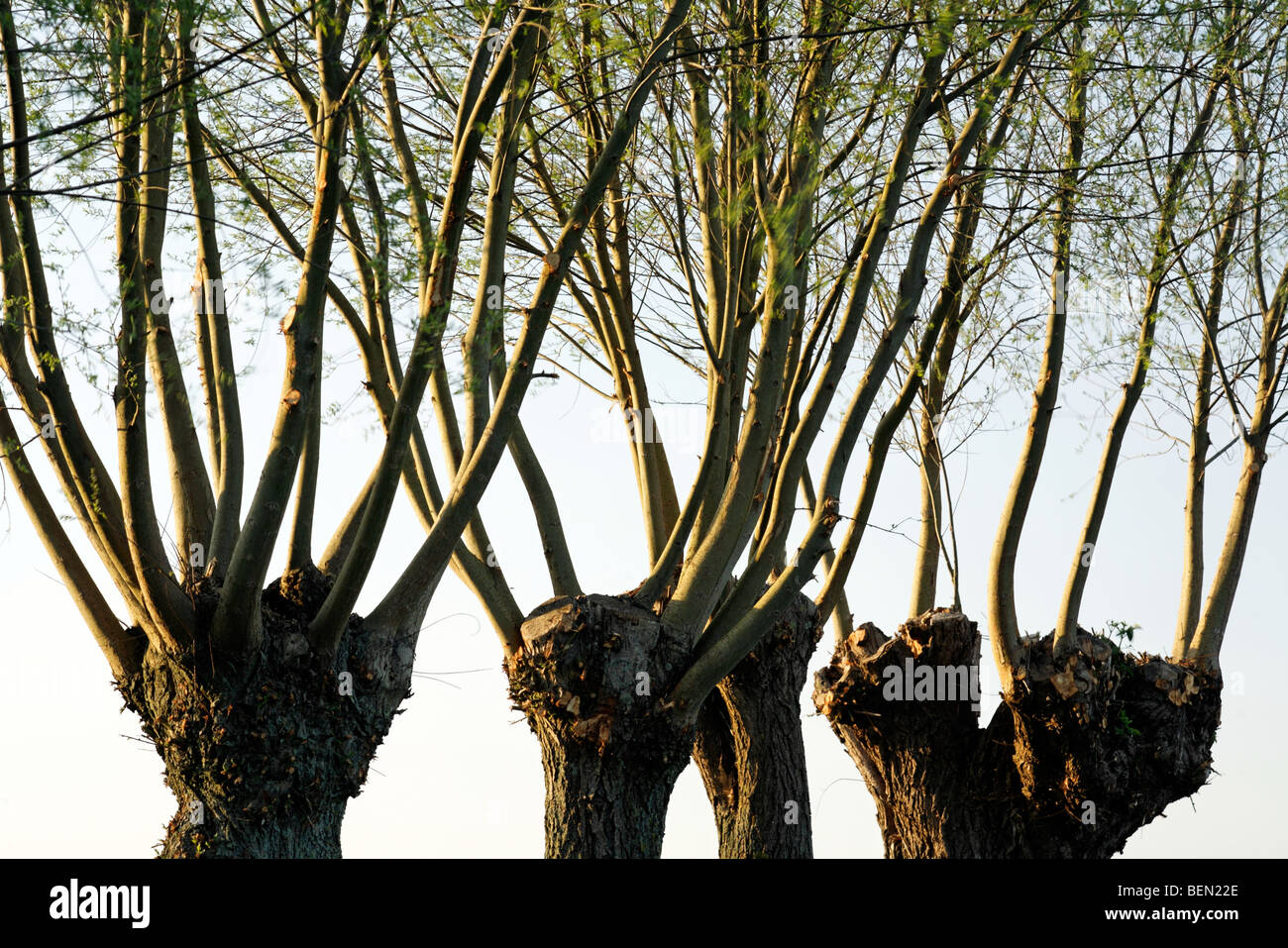 Pollarded willow trees (Salix sp.), Belgium Stock Photo - Alamy