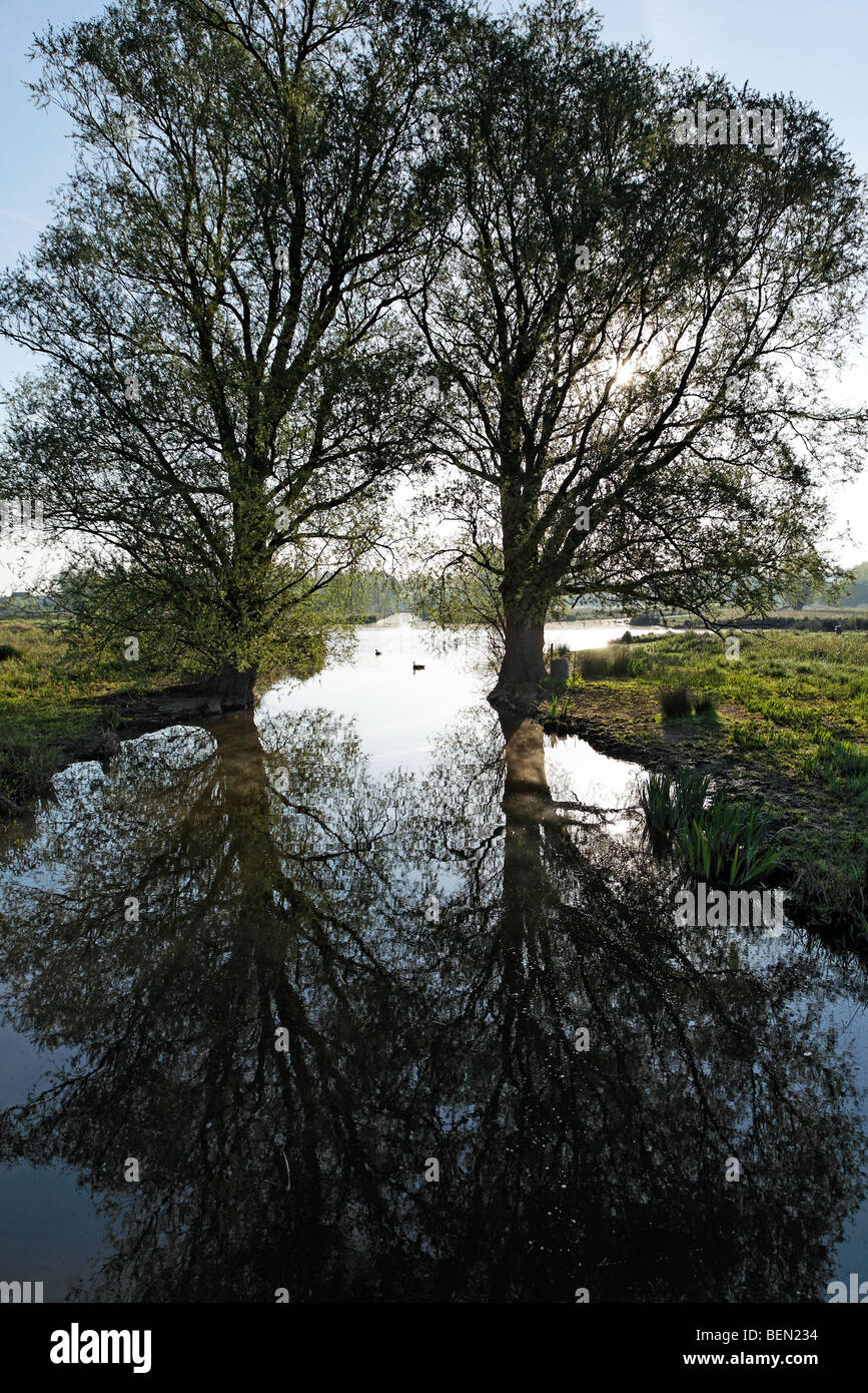 Reflection of trees in brook, Belgium Stock Photo - Alamy