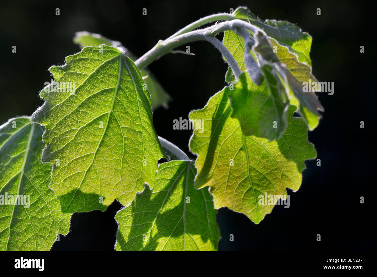 Populus tremula hi-res stock photography and images - Alamy