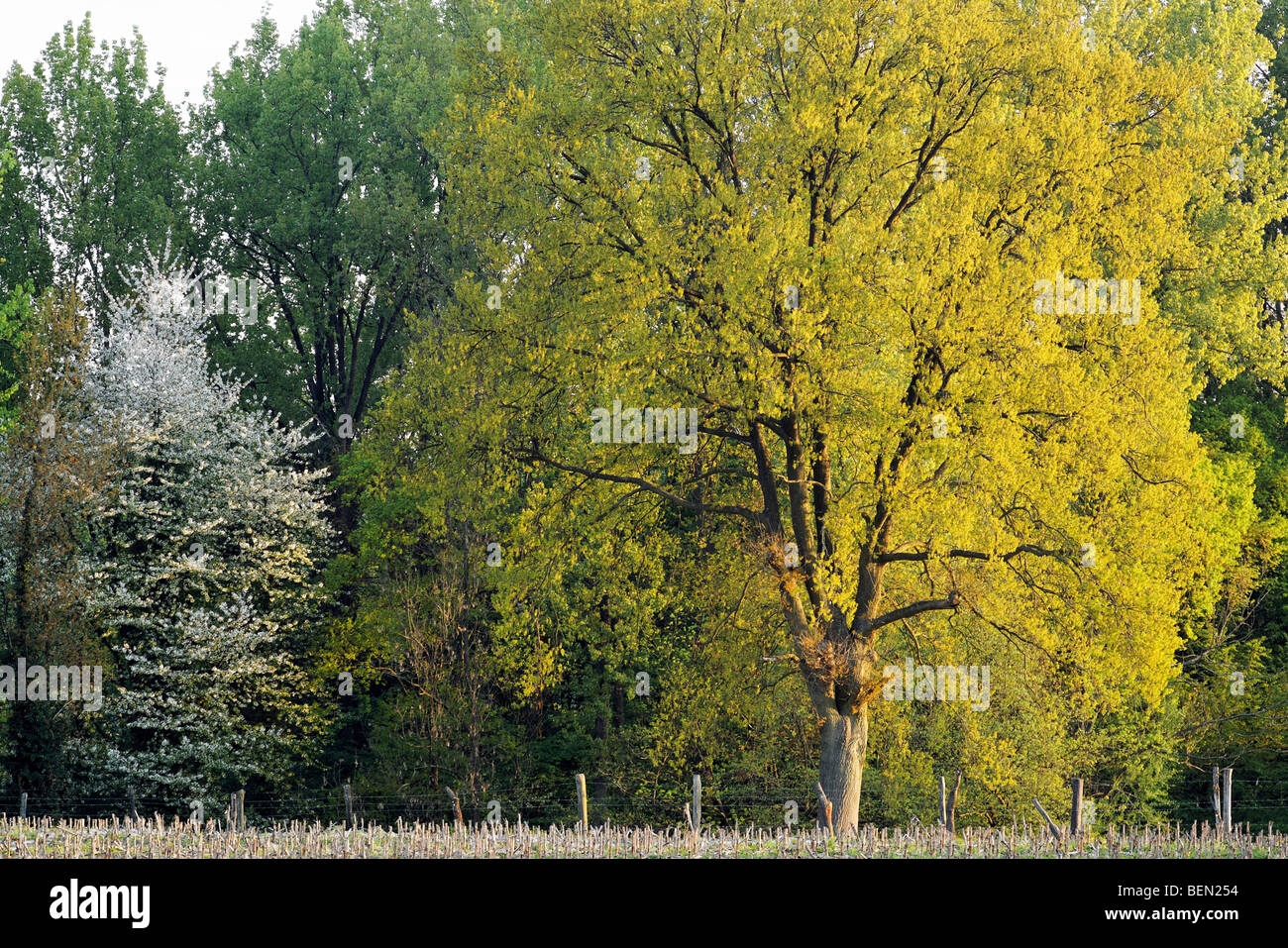 Sweet cherry tree (Prunus avium) and English oak tree (Quercus robur ...