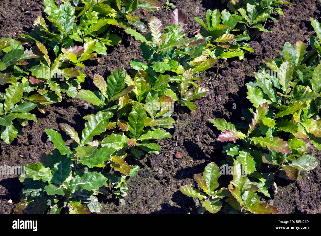 Rows of young English oak trees (Quercus robur) at tree nursery ...