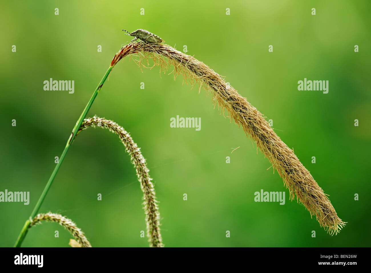 Pendulous sedge (Carex pendula) with bug, Belgium Stock Photo - Alamy