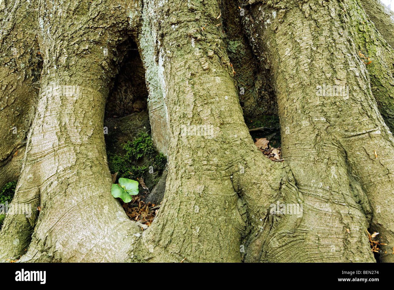 Beech shoot among tree roots (Fagus sylvatica), Belgium Stock Photo - Alamy
