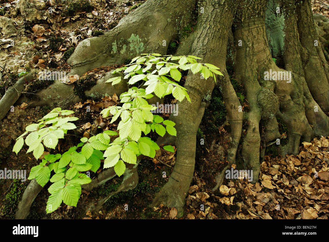 Beech shoot among tree roots (Fagus sylvatica), Belgium Stock Photo - Alamy