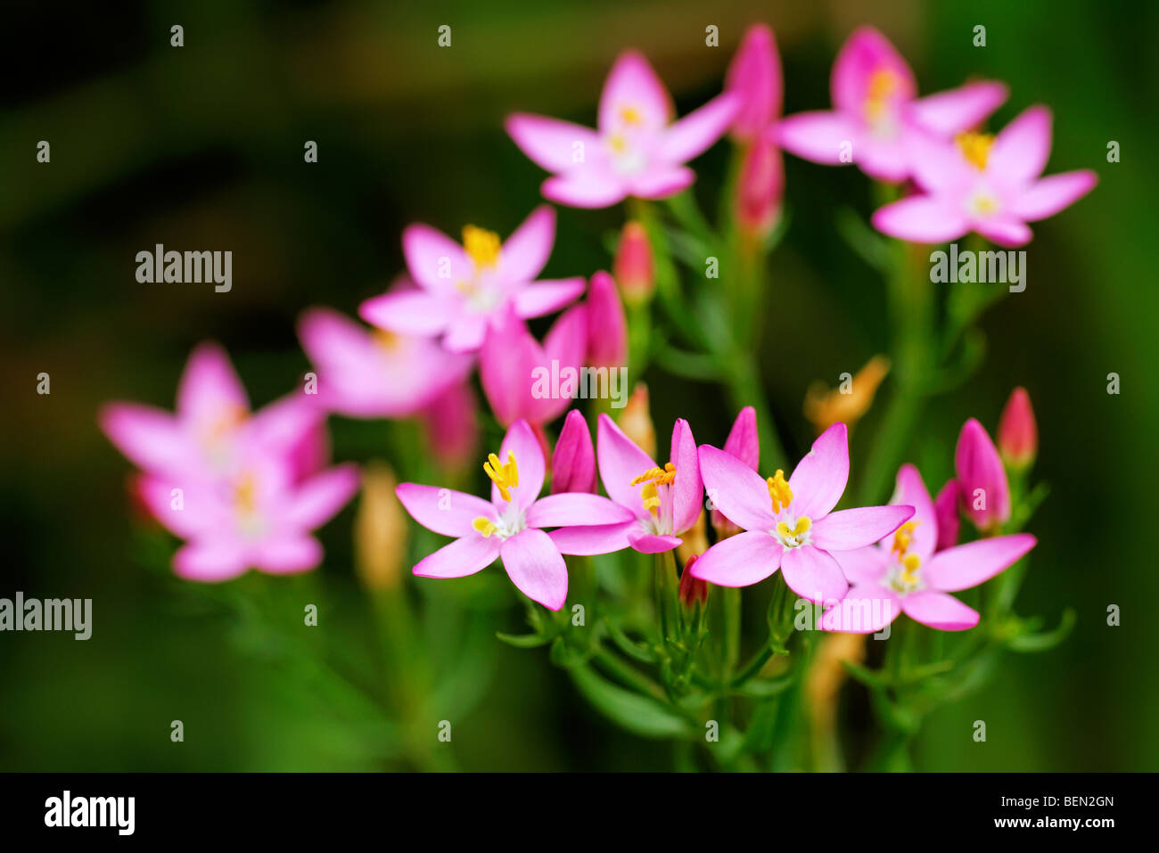 Centaury High Resolution Stock Photography and Images - Alamy