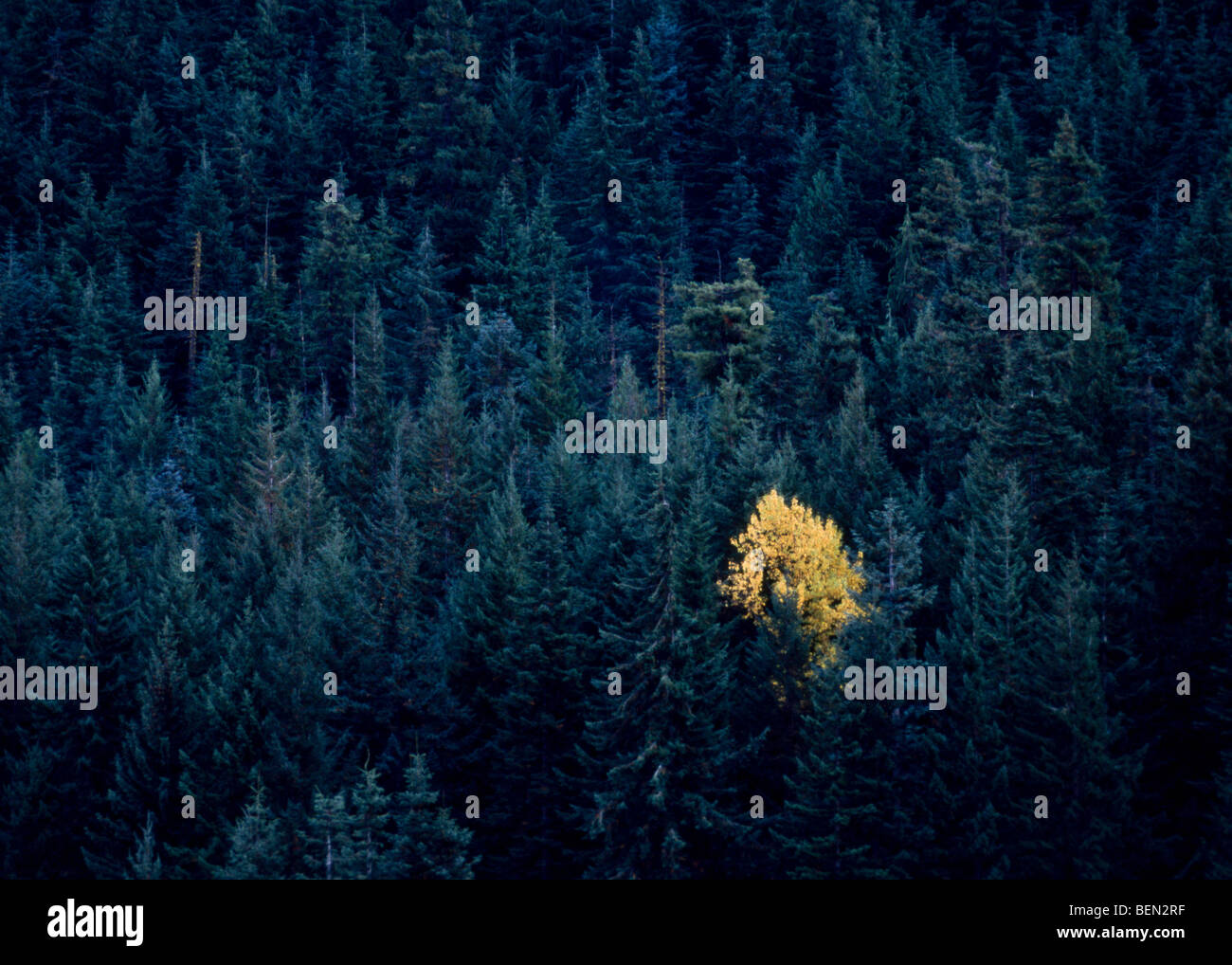 Single fall tree among evergreen hi-res stock photography and images ...