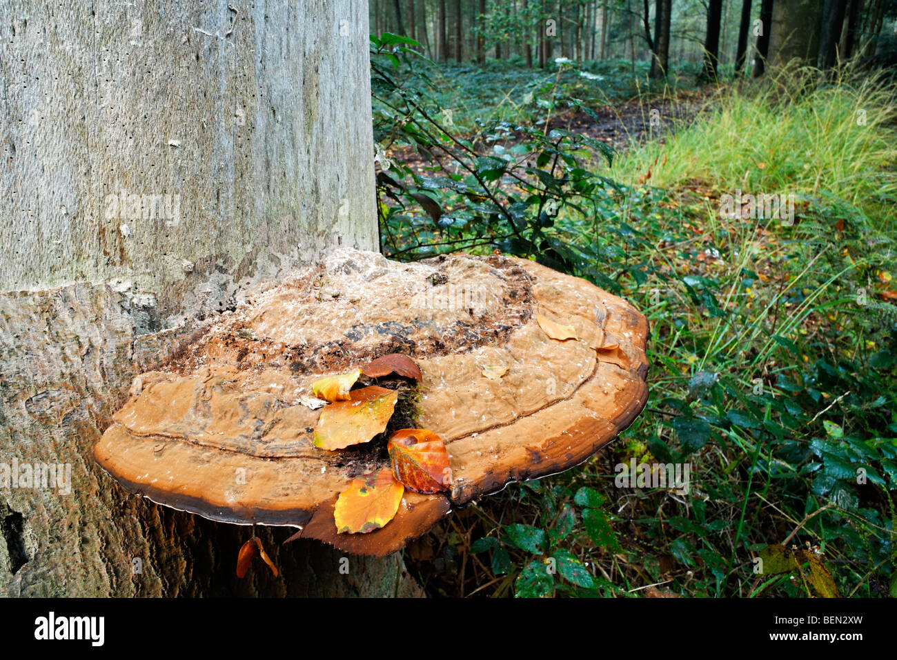 Artist's Bracket / Artist's Conk / Flacher Lackporling (Ganoderma ...