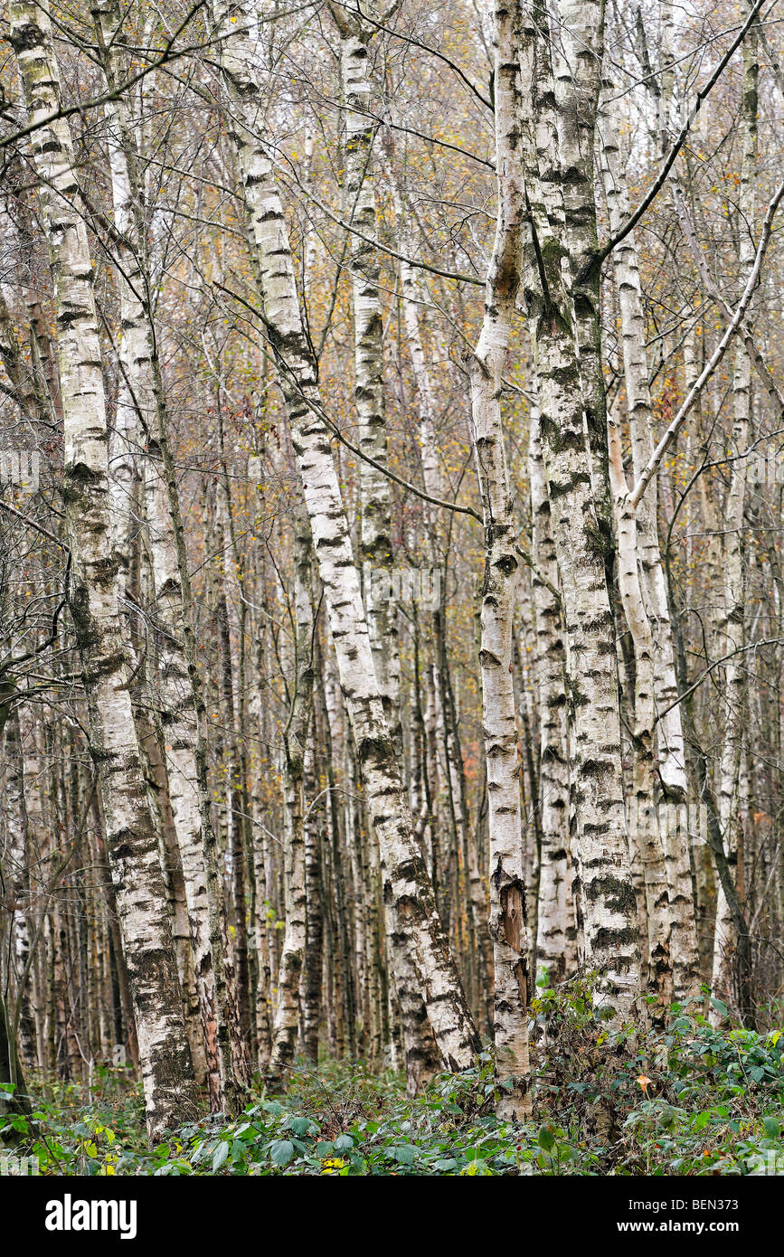 Silver birch trees hi-res stock photography and images - Alamy