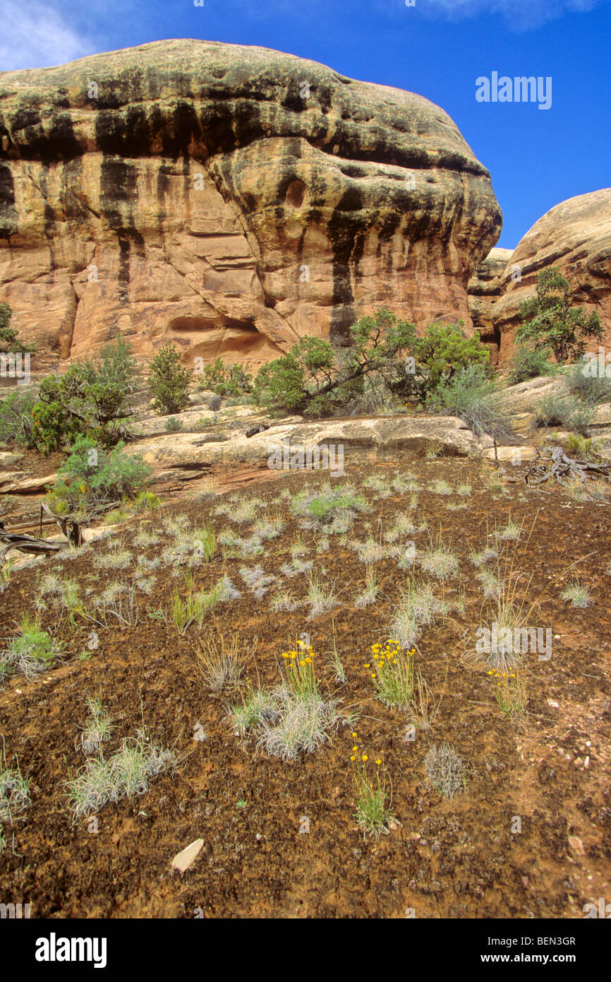 Cryptogamic crust hi-res stock photography and images - Alamy