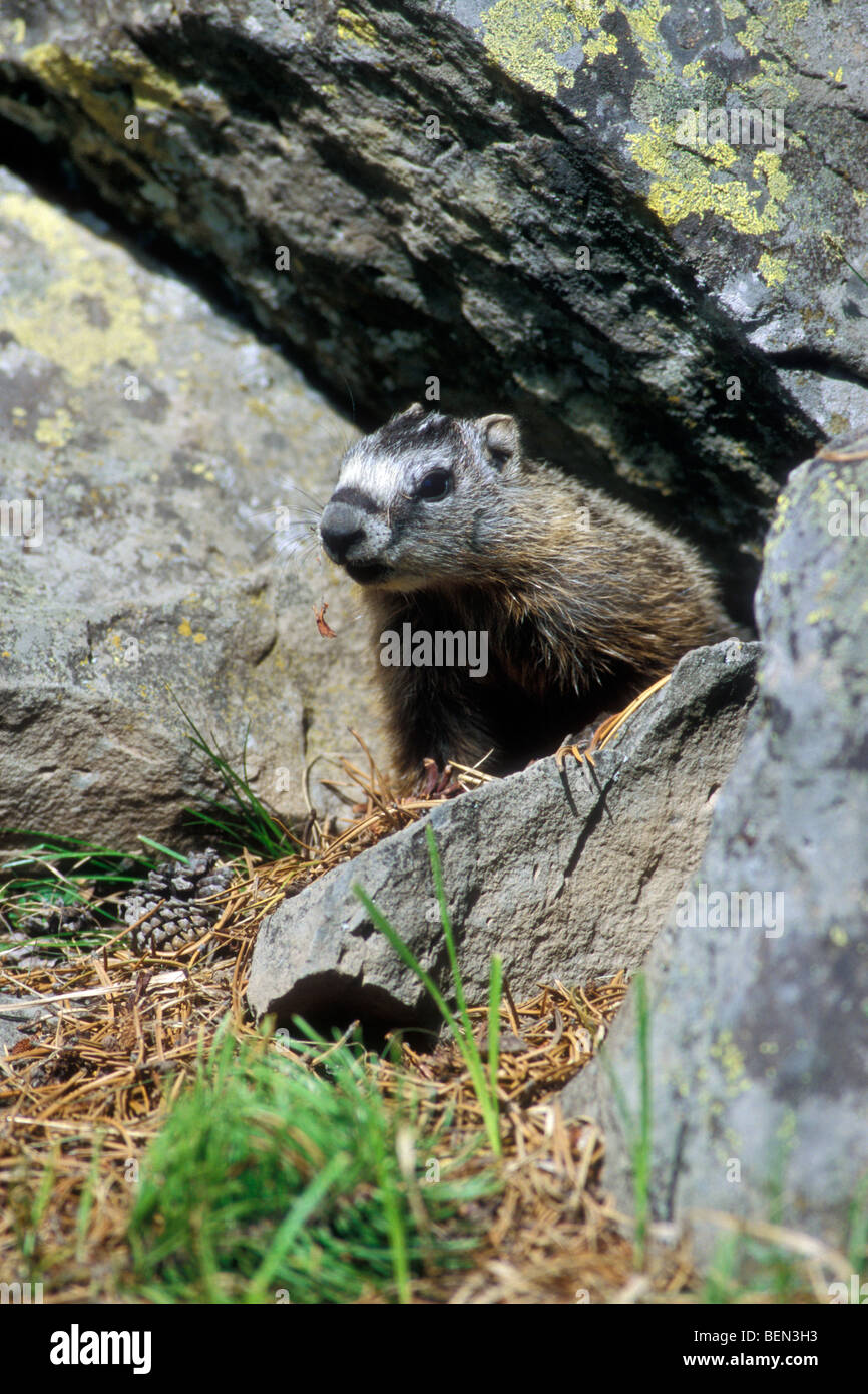 Young yellow bellied burrow hi-res stock photography and images - Alamy