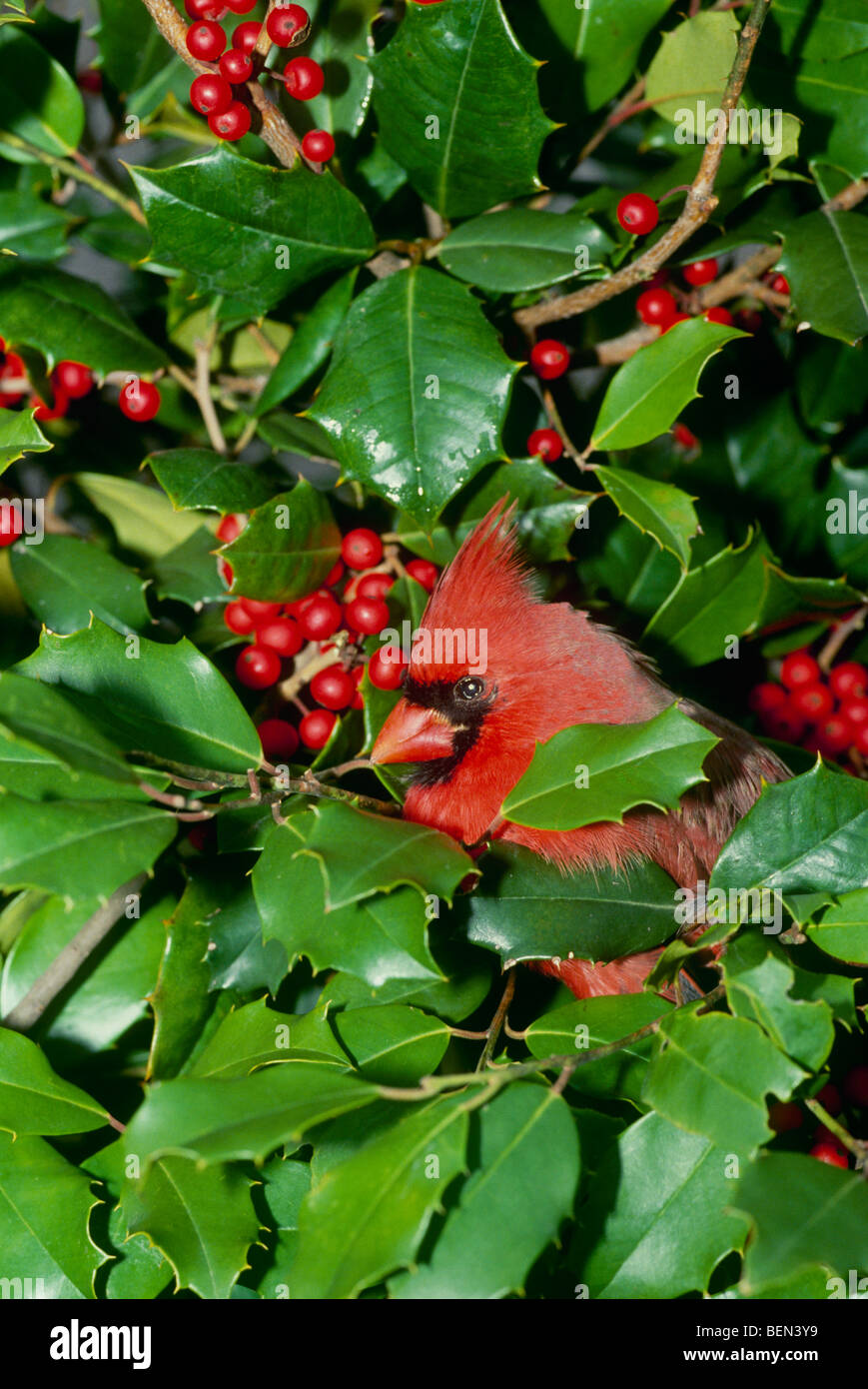 Peeking out of the bushes hi-res stock photography and images - Alamy