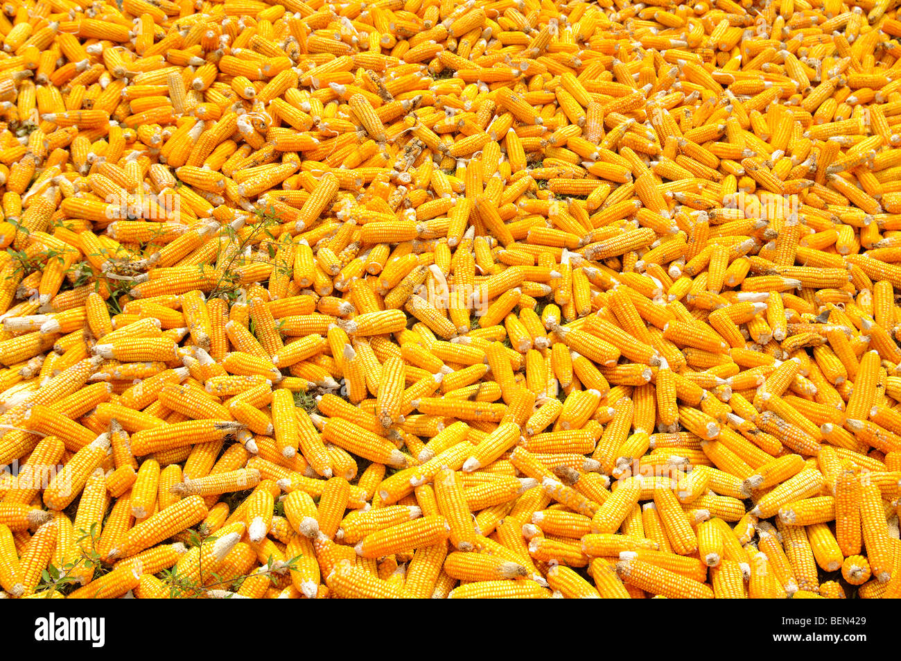 Philippine farming hi-res stock photography and images - Alamy