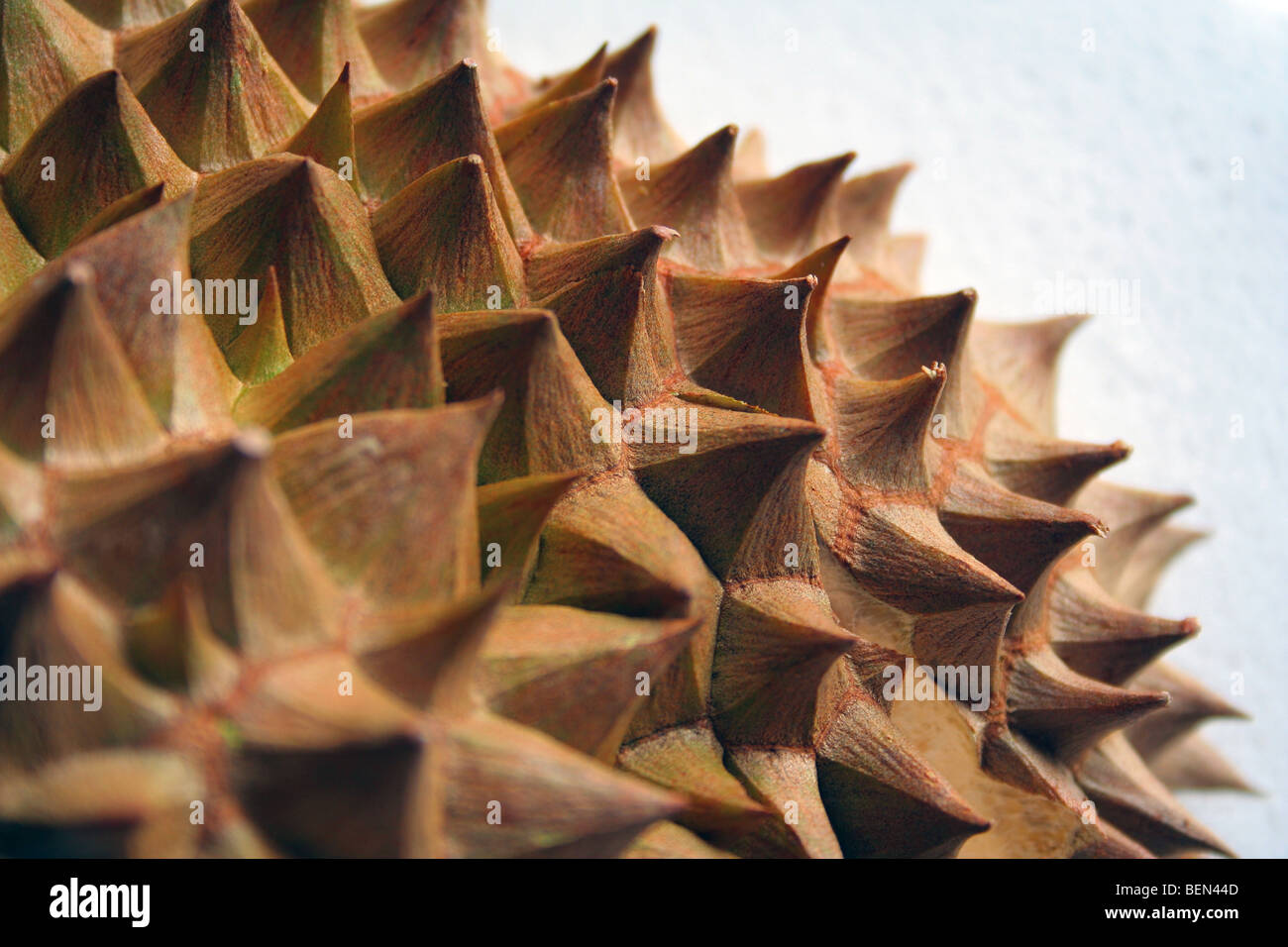 Shell or husk of the prized durian fruit Stock Photo - Alamy