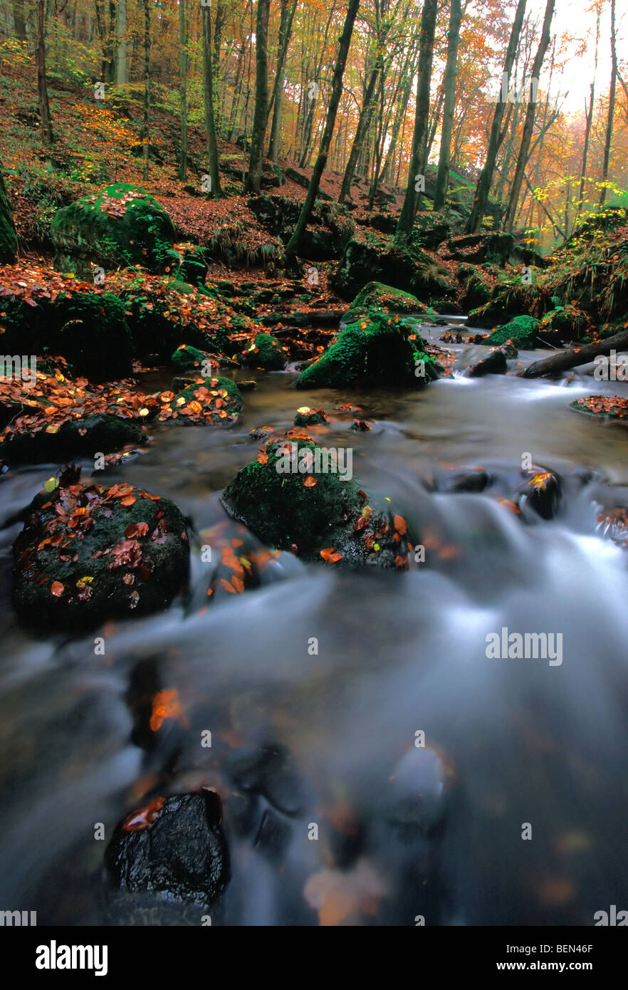 Streaming brook in forest in autumn hi-res stock photography and images ...