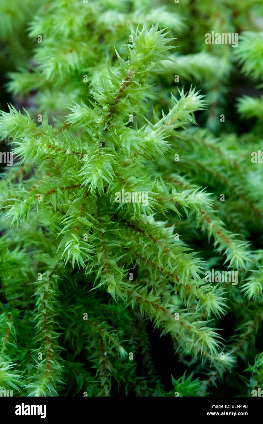 Feather moss hi-res stock photography and images - Alamy
