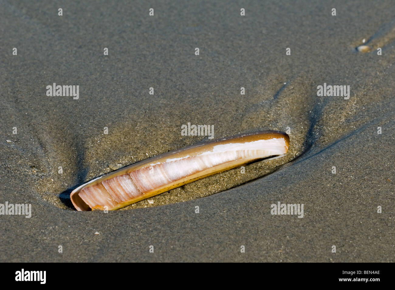Atlantic razor clam hi-res stock photography and images - Alamy