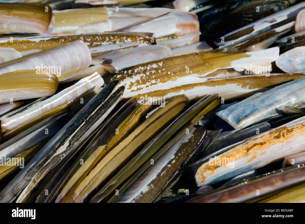 Atlantic jackknife clam american jackknife hi-res stock photography and ...