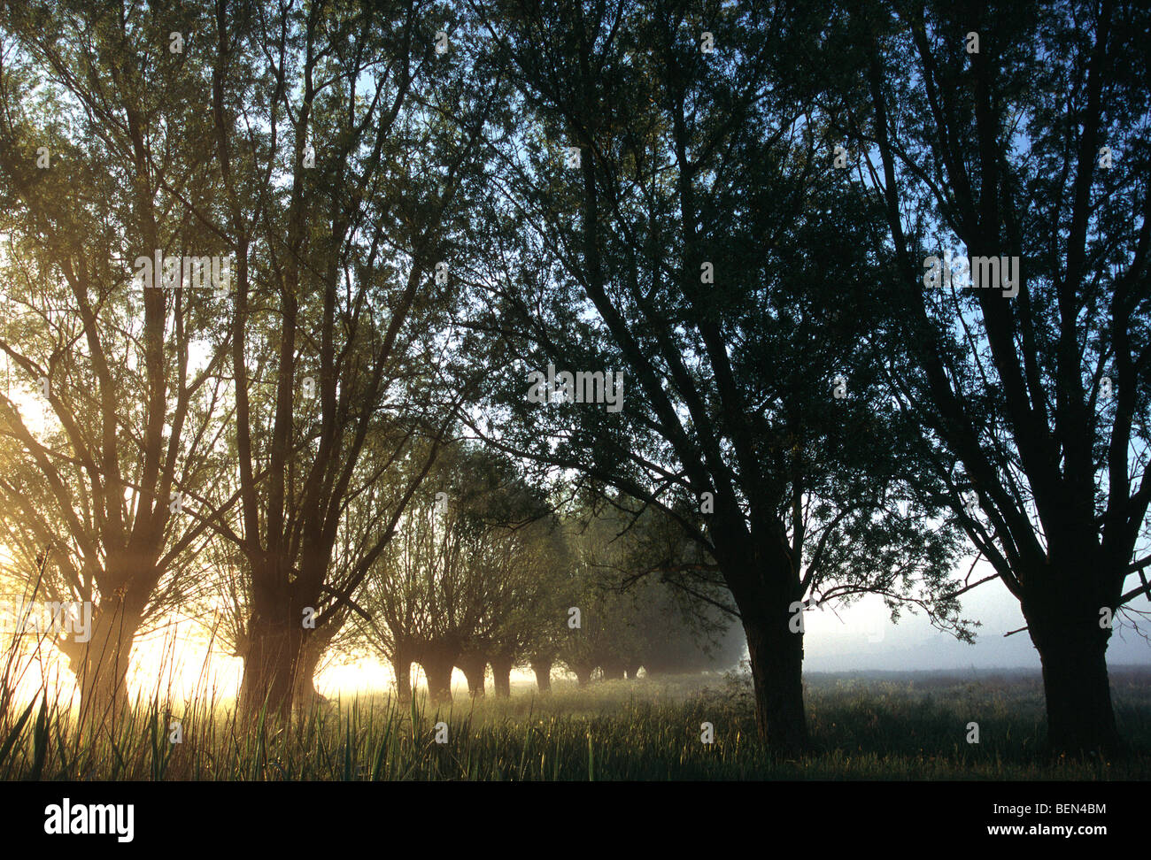 Row of pollard willows (Salix sp.) in nature reserve Langemeersen ...