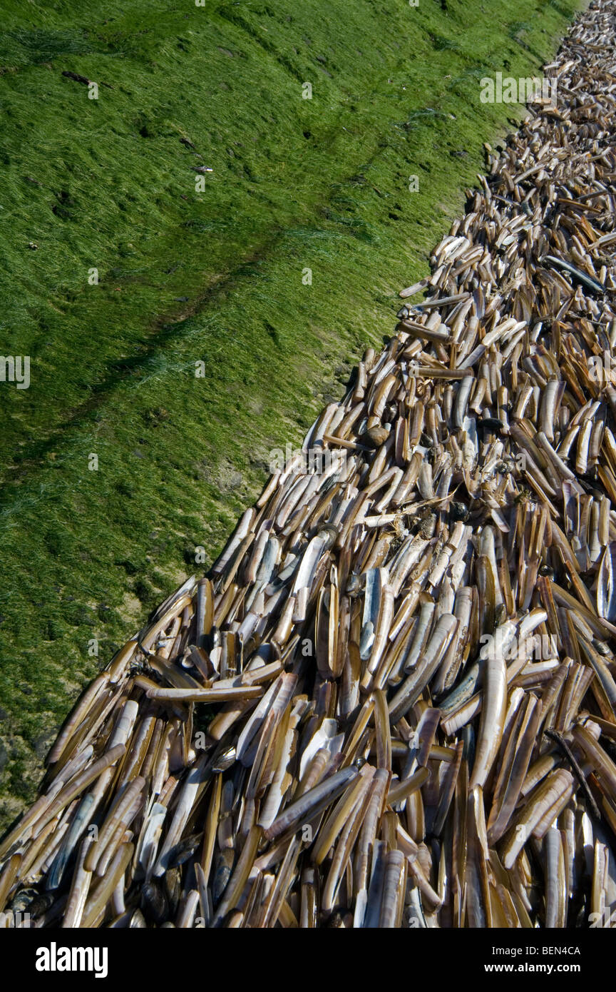 Atlantic jackknife american jackknife ensis hi-res stock photography ...