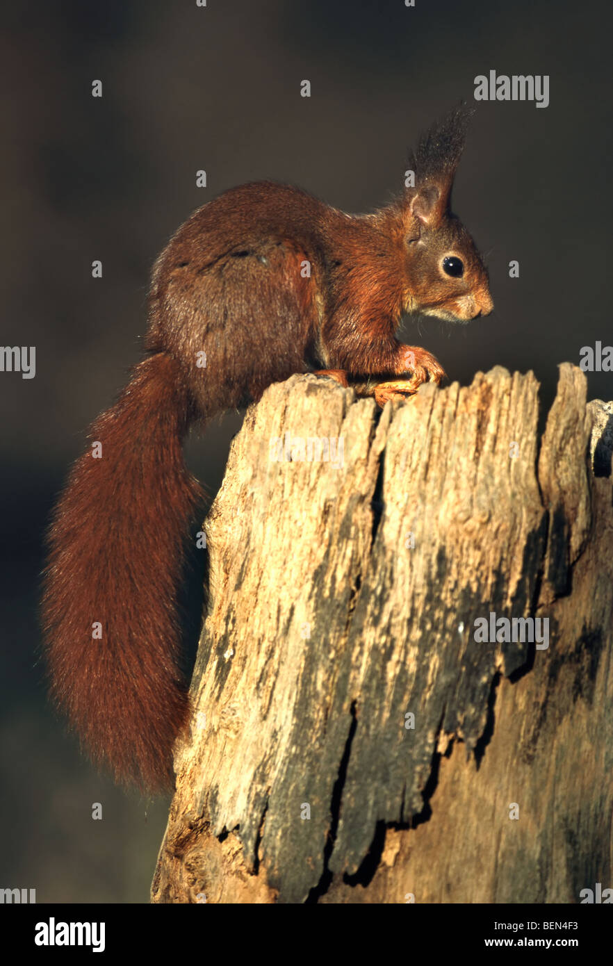 Red squirrel (Sciurus vulgaris) on tree-stump eats nut, Belgium Stock ...