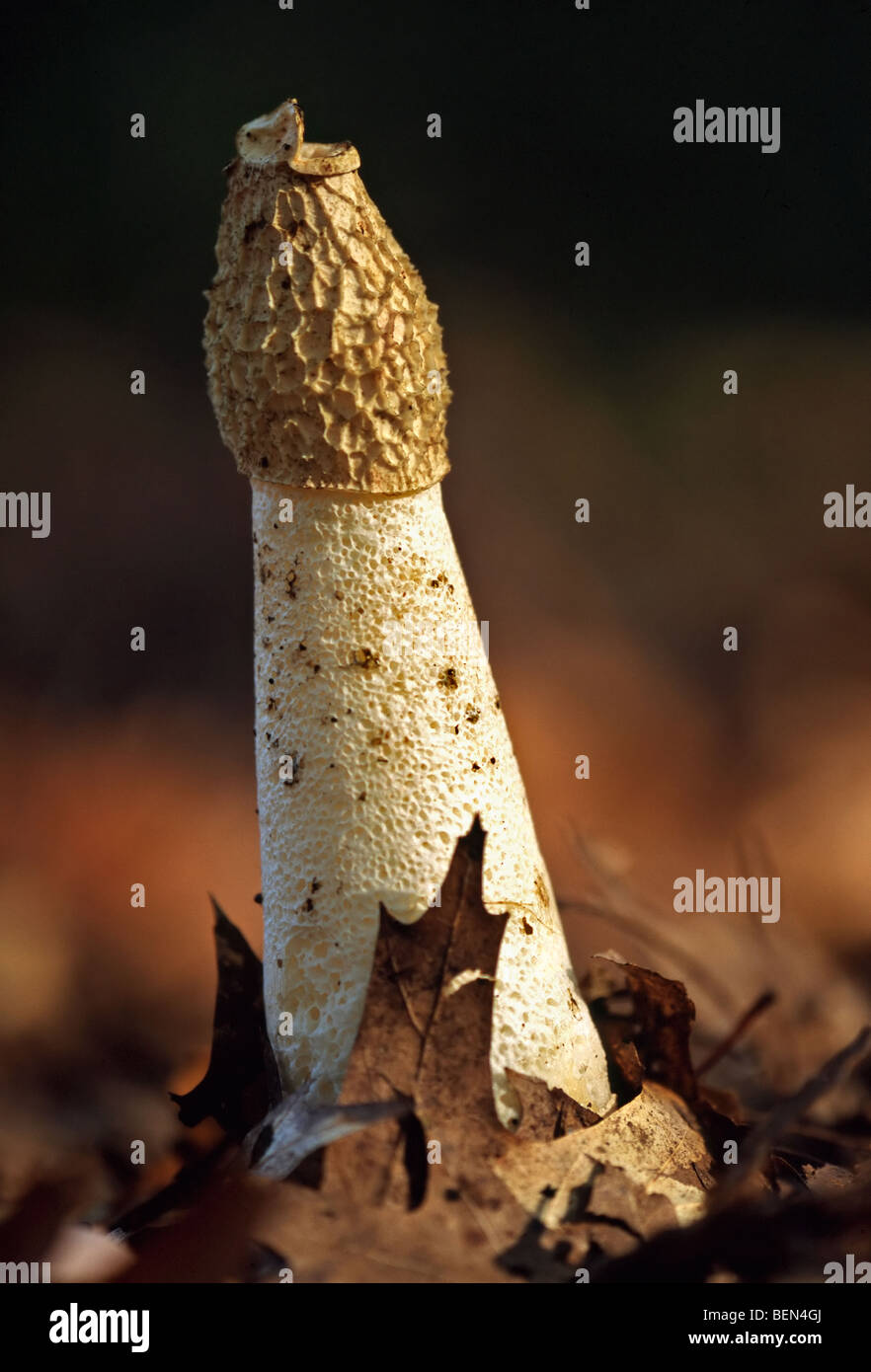 Common stinkhorn / dickes-nipes (Phallus impudicus) in pine forest ...