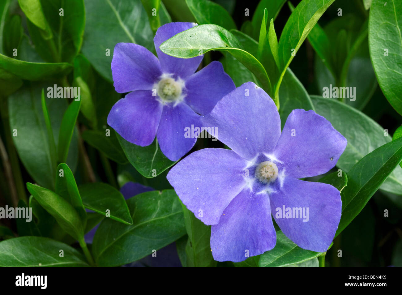 Lesser periwinkle / Dwarf periwinkle (Vinca minor) in flower in spring ...