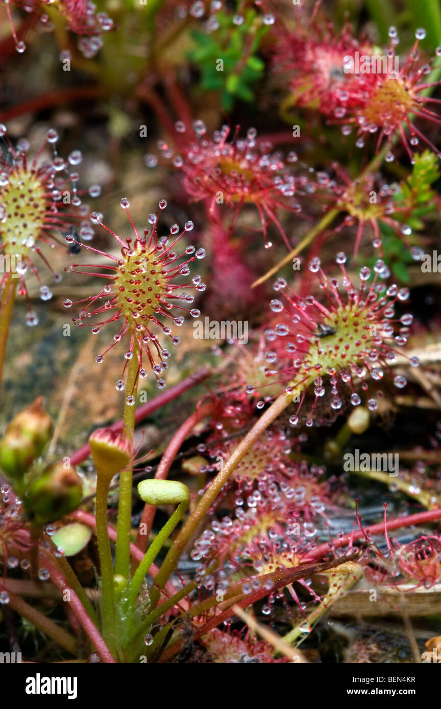 Long leaved sundew hi-res stock photography and images - Alamy