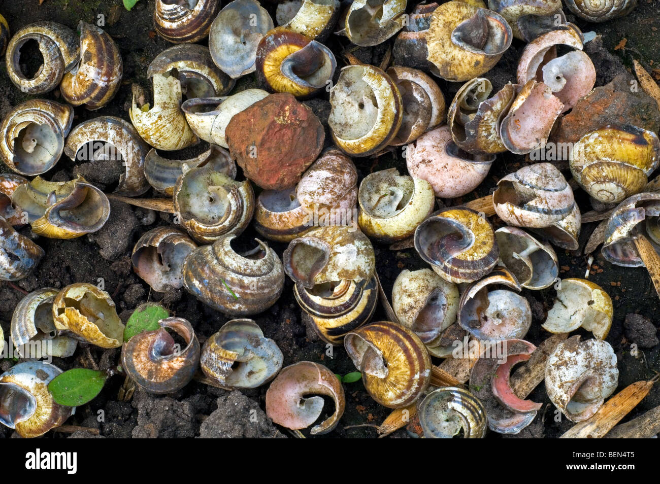 Snail shells hi-res stock photography and images - Alamy