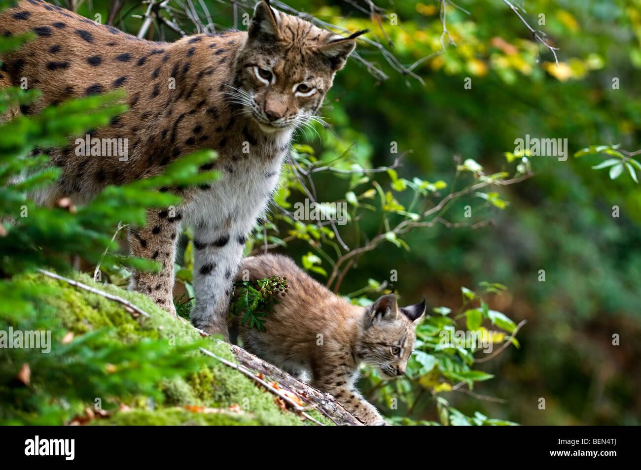 Lynx (Lynx lynx) with young, Bayerischer Wald, Germany Stock Photo - Alamy