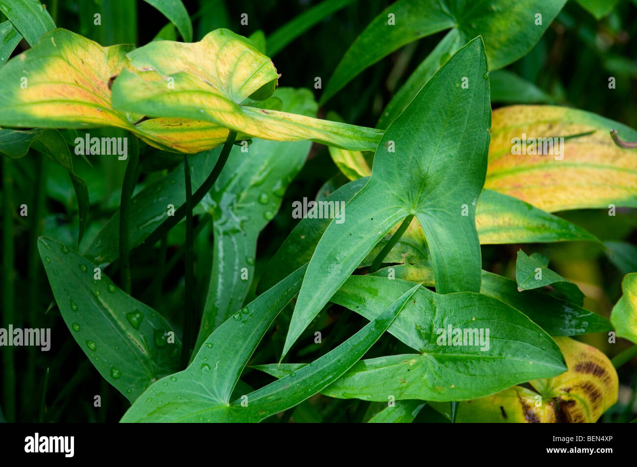 Arrowhead (Sagittaria sagittifolia) growing at the water's edge along ...