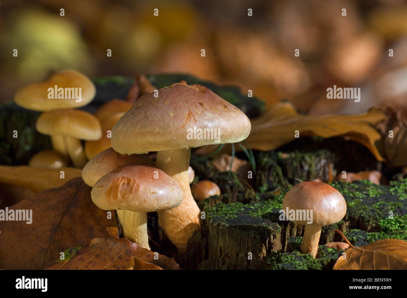 Brick cap mushrooms (Psilocybe sublateritia / Hypholoma sublateritium ...