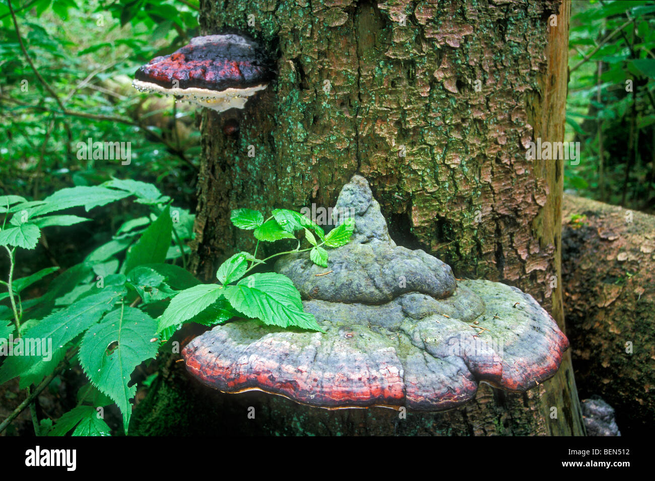 Red banded polypore (Fomitopsis pinicola) on tree trunk Stock Photo - Alamy