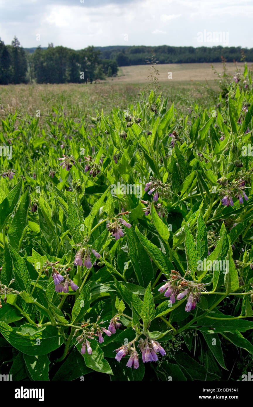Boneset symphytum officinale hi-res stock photography and images - Alamy