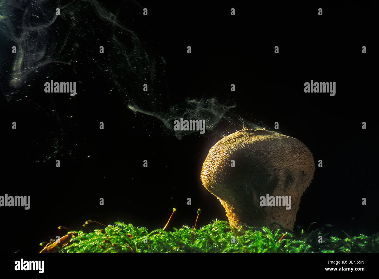 Puffball releasing spores hi-res stock photography and images - Alamy