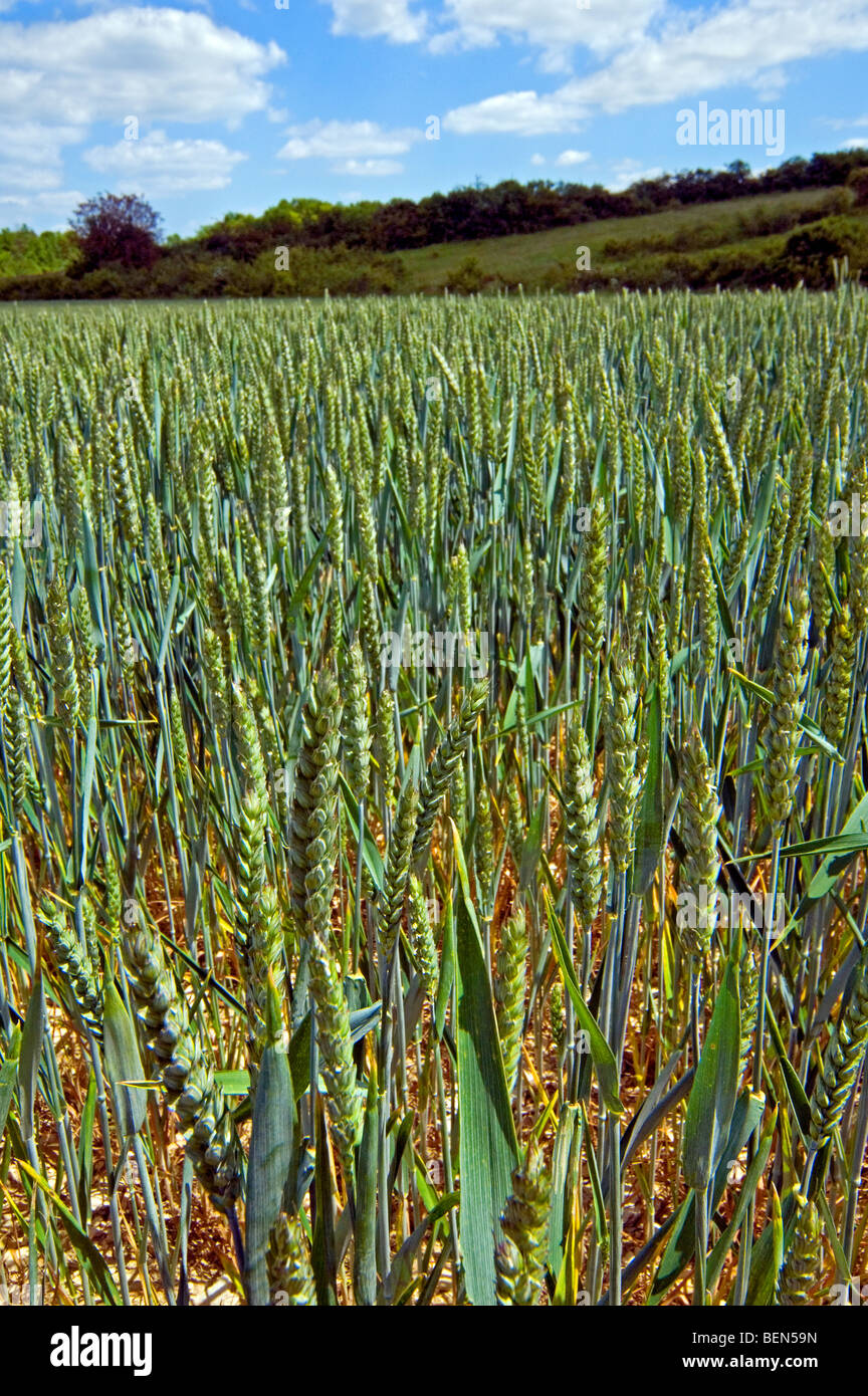 Triticum sp hi-res stock photography and images - Alamy