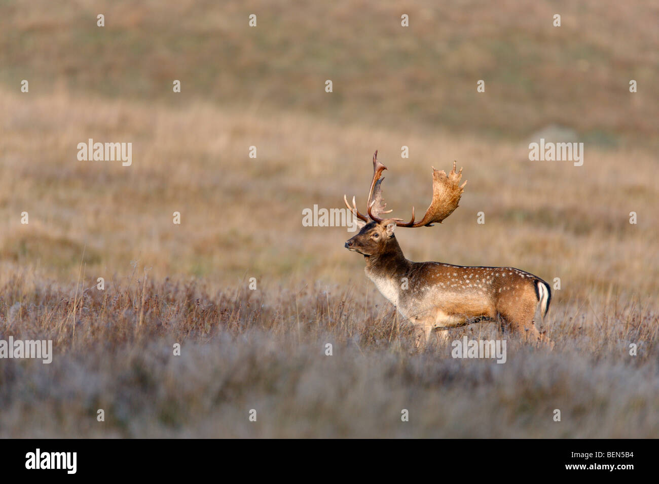 Fallow Deer Dama Dama Stock Photo - Alamy
