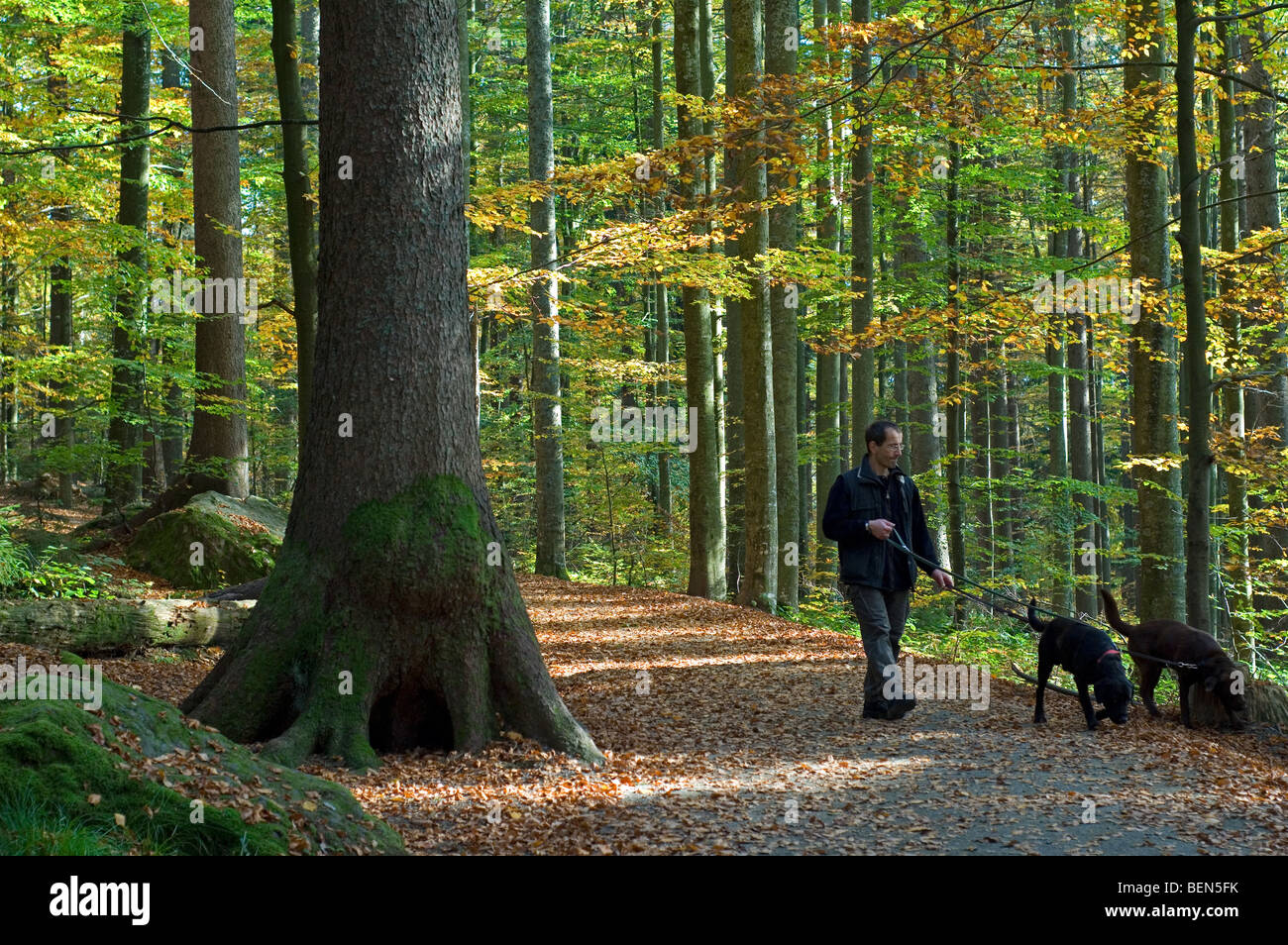 Walker with two dogs on the leash walking in beech forest (Fagus ...
