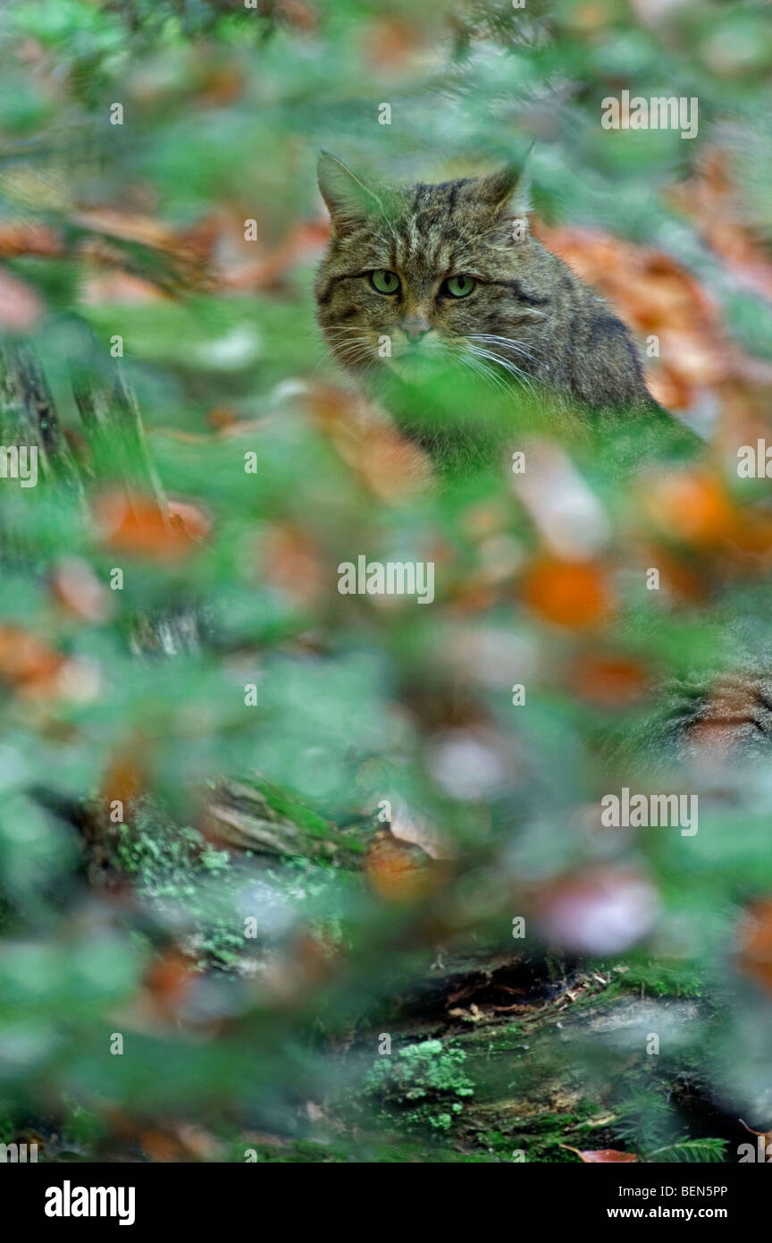 Wild cat (Felis silvestris) in dense vegetation in autumn forest Stock ...