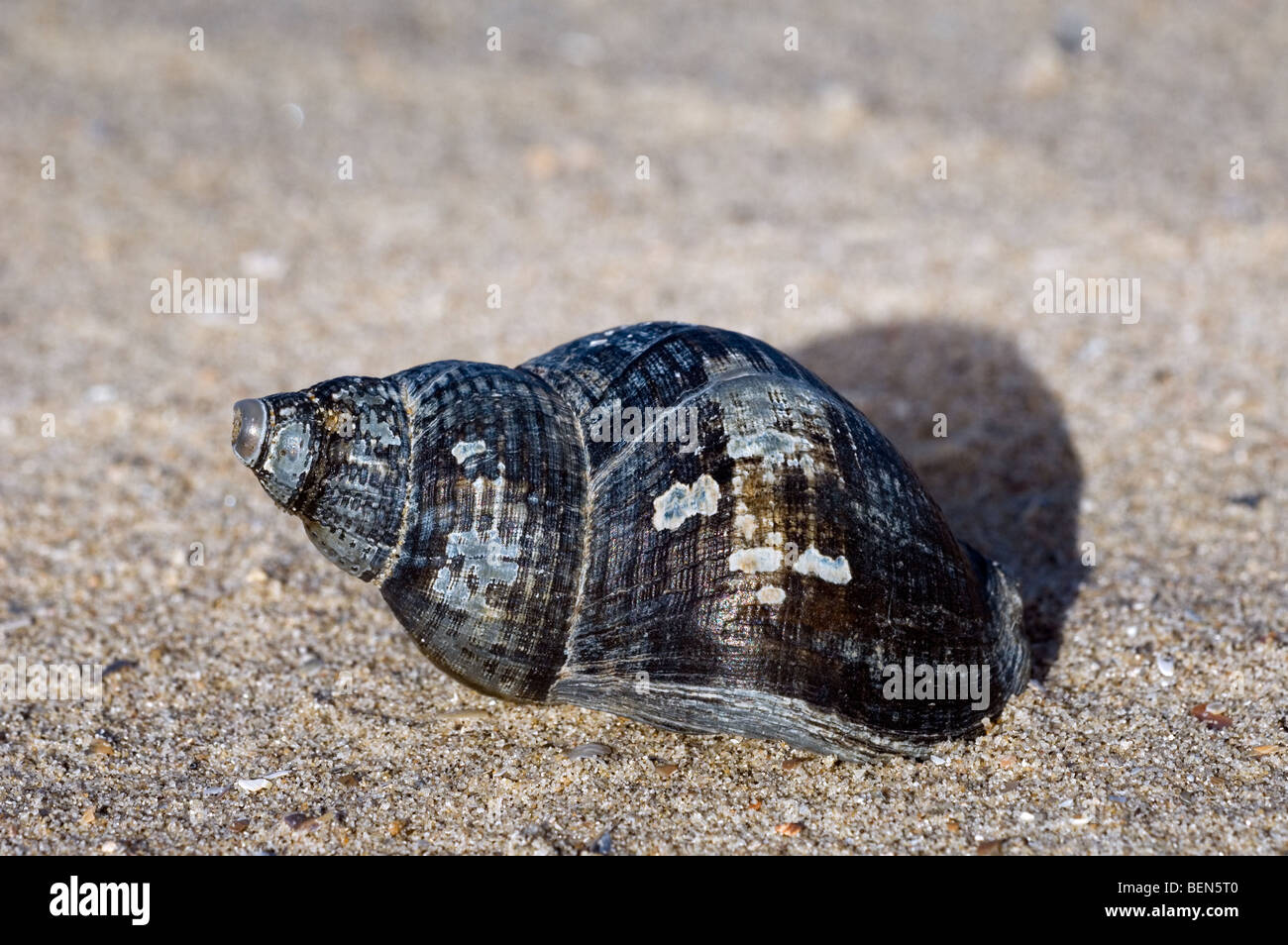 Common whelk shell (Buccinum undatum) on beach, Belgium Stock Photo - Alamy