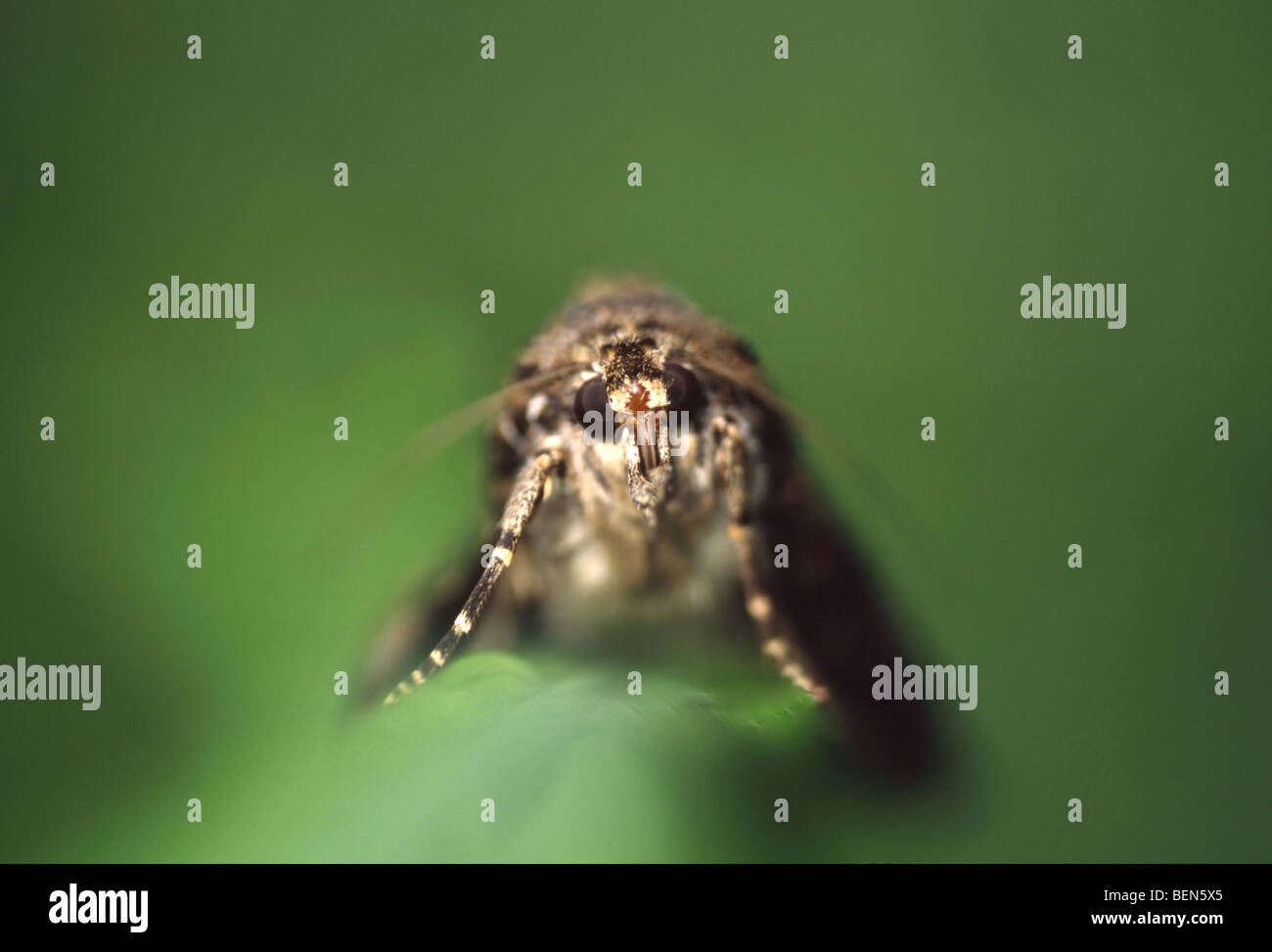Red underwing moth catocala hi-res stock photography and images - Alamy