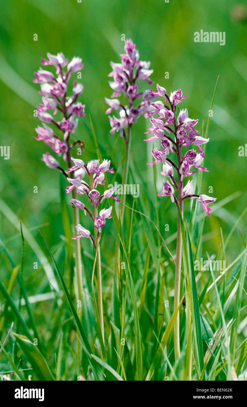 Military plants hi-res stock photography and images - Alamy