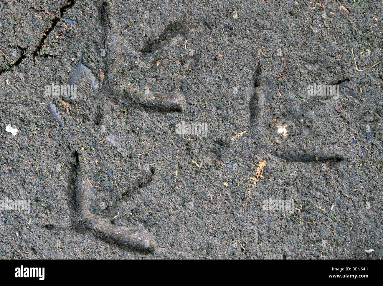 Tracks of bird in sand, Norway Stock Photo - Alamy