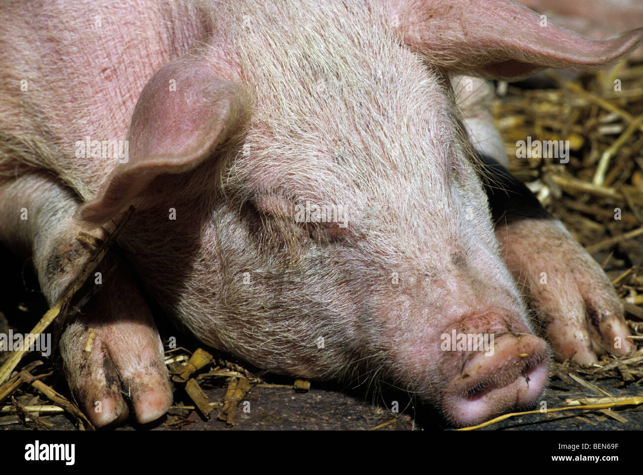 Sus scrofa domestica hi-res stock photography and images - Alamy
