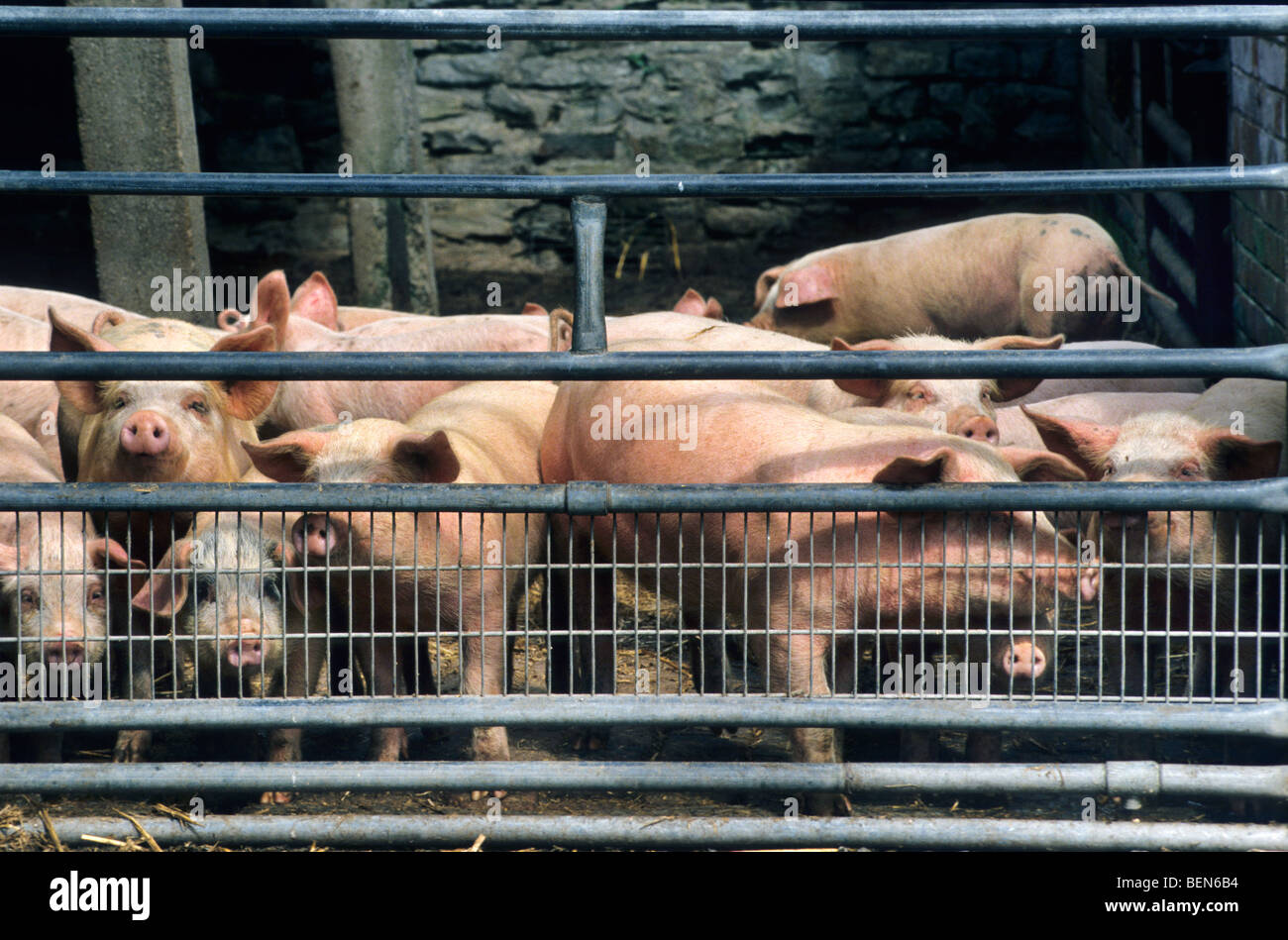 Domestic pigs (Sus scrofa domestica) with piglets in sty, Belgium Stock ...