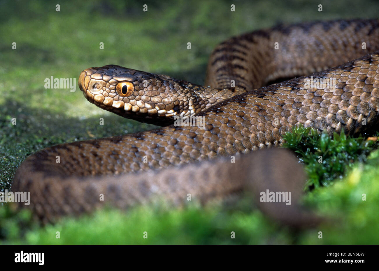 Common European adder / viper (Vipera berus) on rock Stock Photo - Alamy