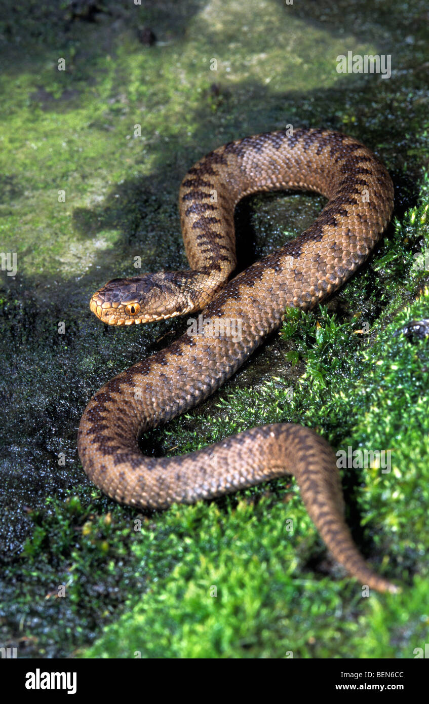 Common European adder / viper (Vipera berus) on rock Stock Photo - Alamy
